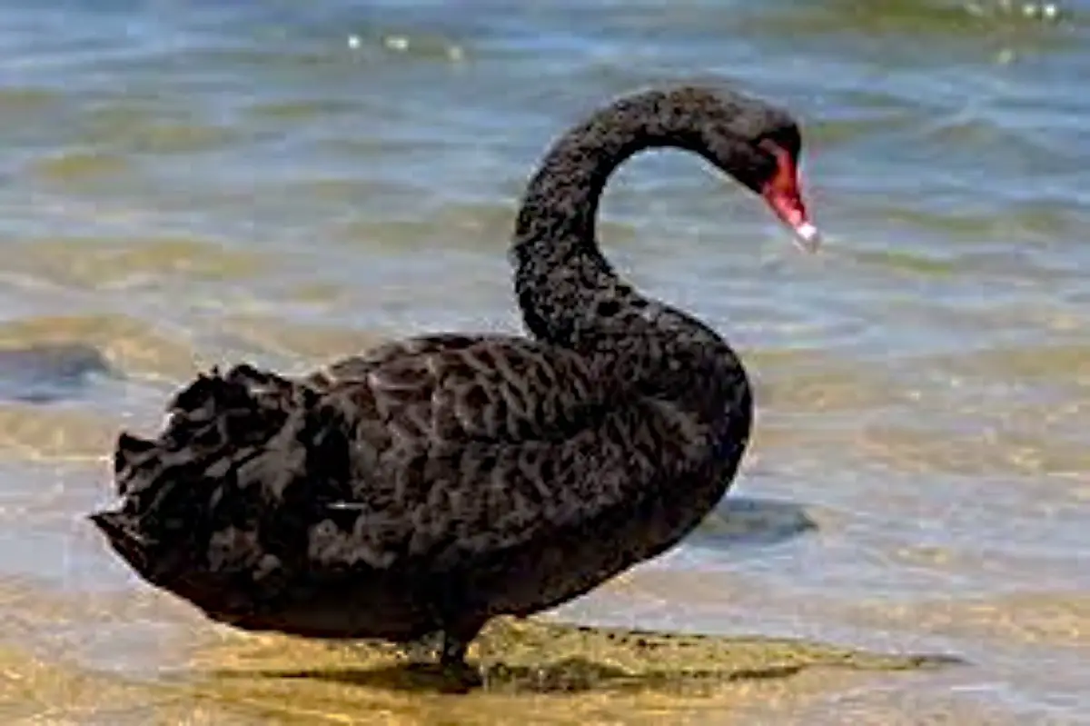 What Is The Black Swan Theory And How It Can Help Us Prevent What Is The Black Swan Theory And How It Can Help Us Prevent