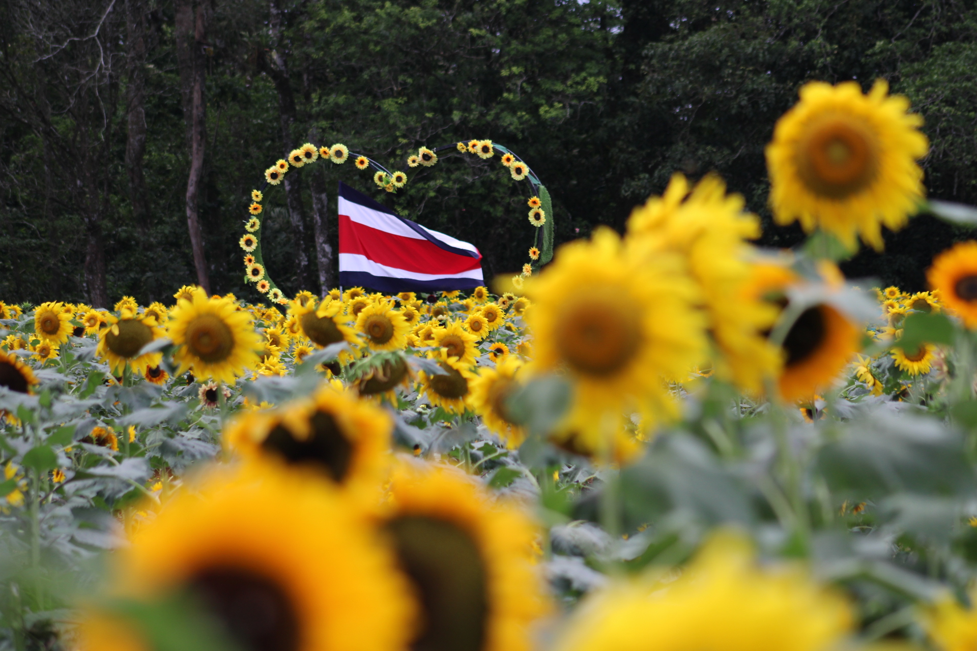 Like A Dream This Is The Immense Sunflower Field In Costa Rica ⋆ The