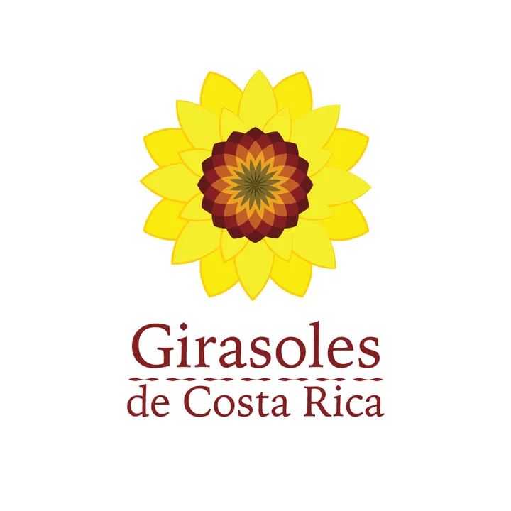 Like A Dream This Is The Immense Sunflower Field In Costa Rica ⋆ The