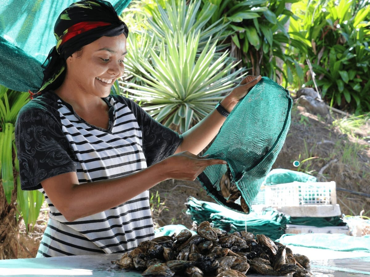 Oyster Farming Socioeconomic Alternative For Communities On The Costa